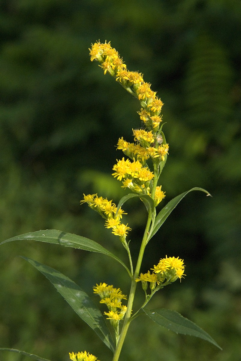 Solidago canadensis, Canadian Goldenrod